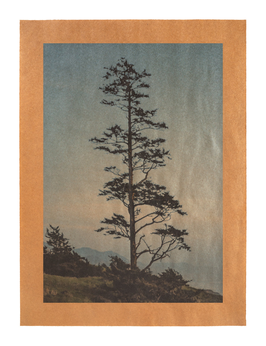 Limited Edition Fine Art Photography Prints / Trees and Disappearing ...