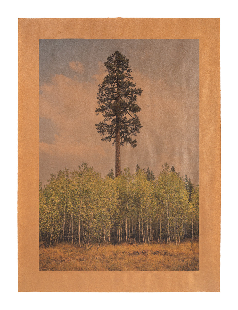 Sovereign Song, Lassen, California – Song of Absolution